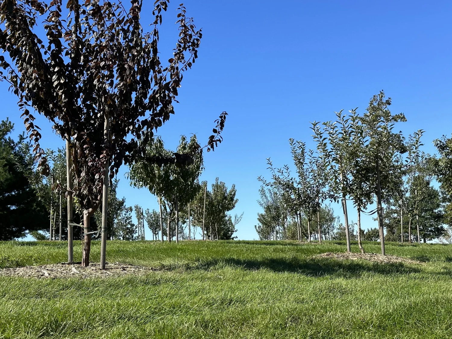 Open Orchard — Sam Van Aken