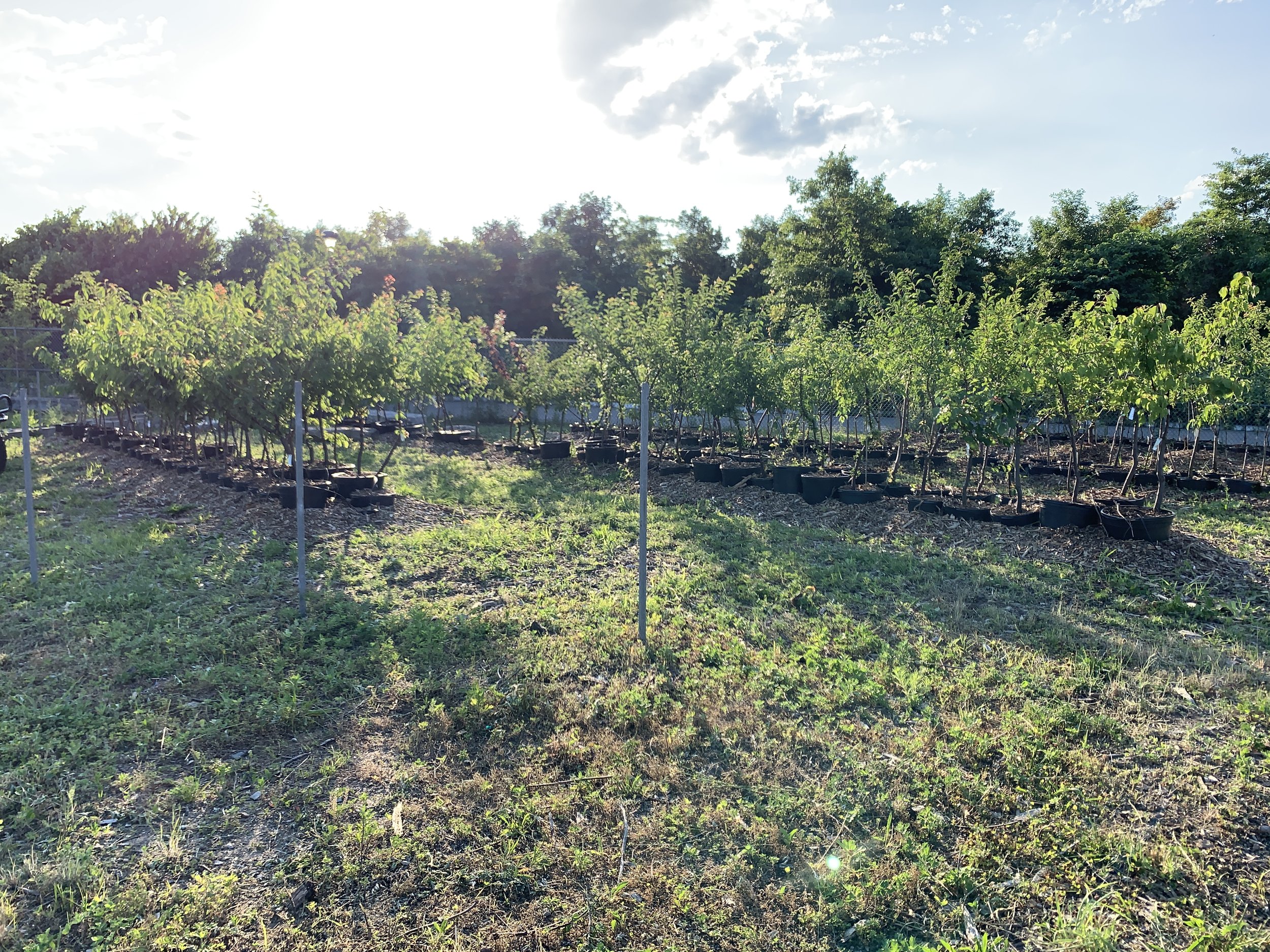 Open Orchard — Sam Van Aken