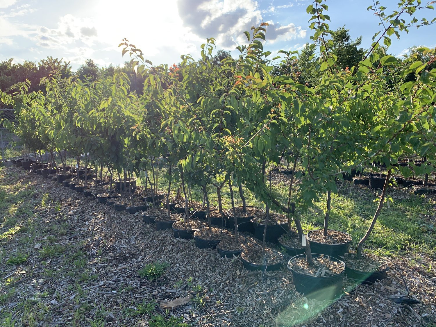 Open Orchard — Sam Van Aken