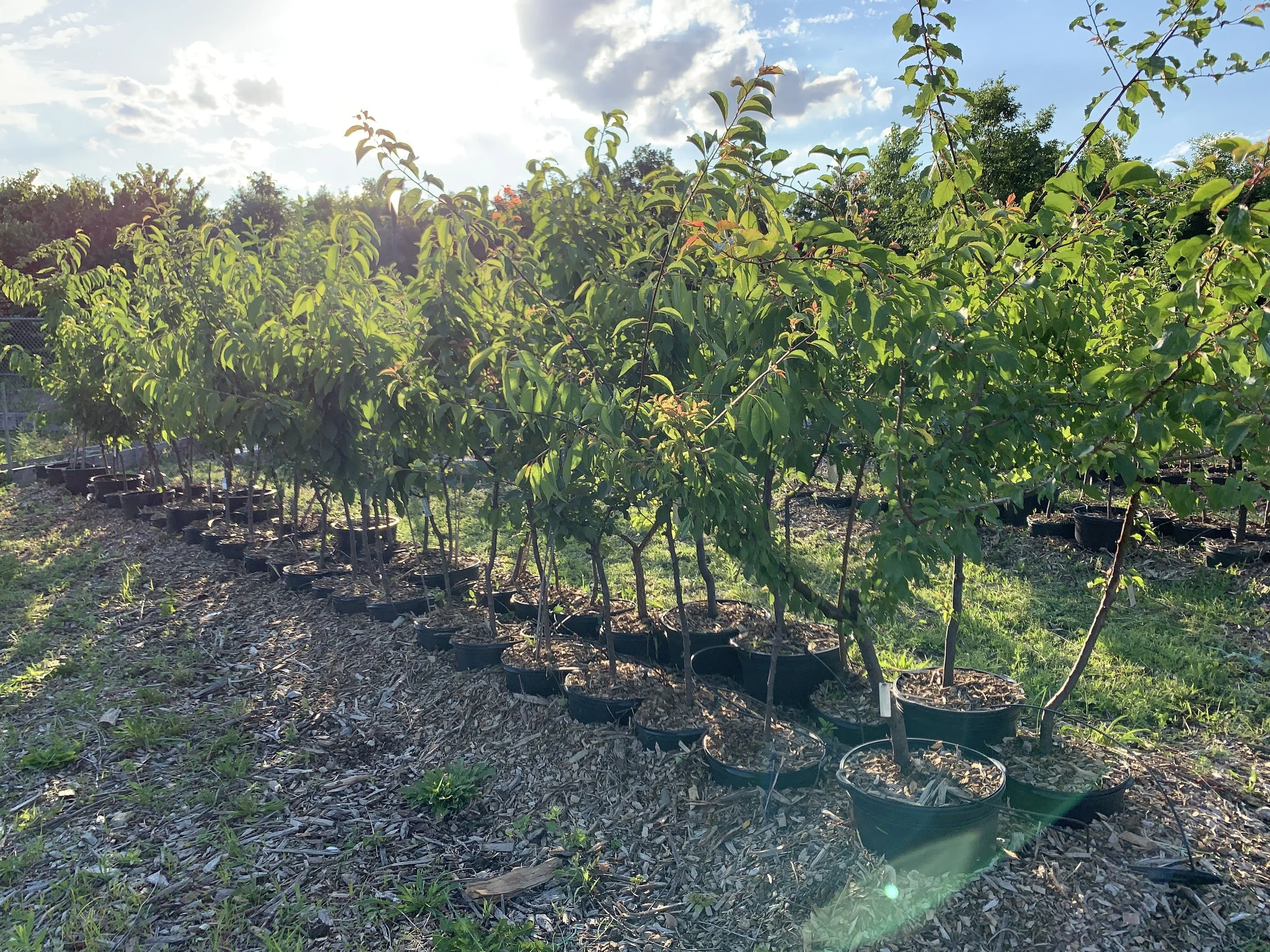 Open Orchard — Sam Van Aken