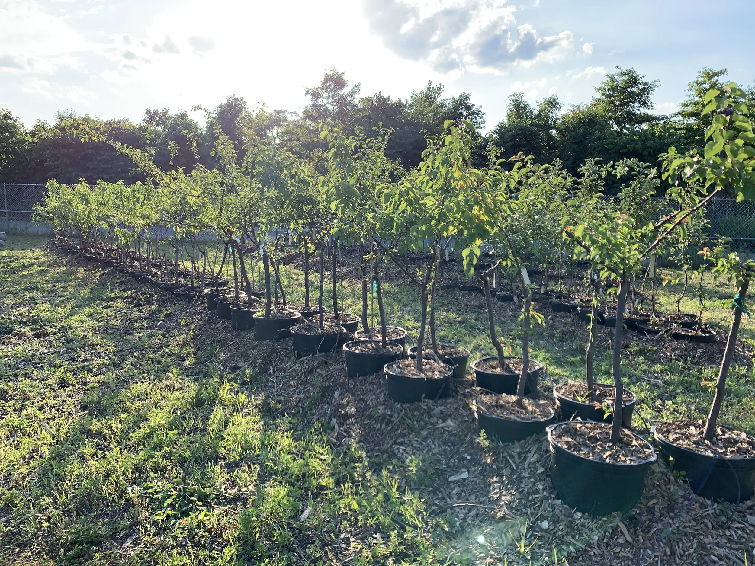 Open Orchard — Sam Van Aken