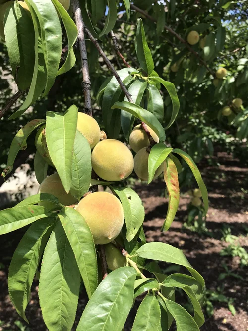 40 Variety Fruit Tree