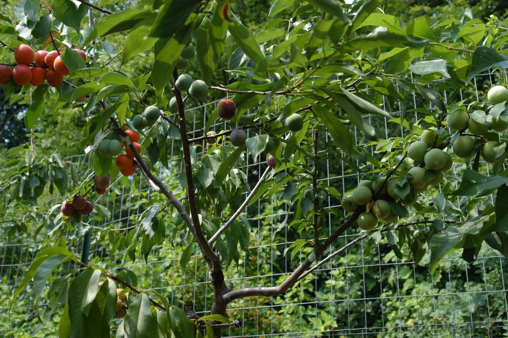 Tree of 40 Fruit — Sam Van Aken