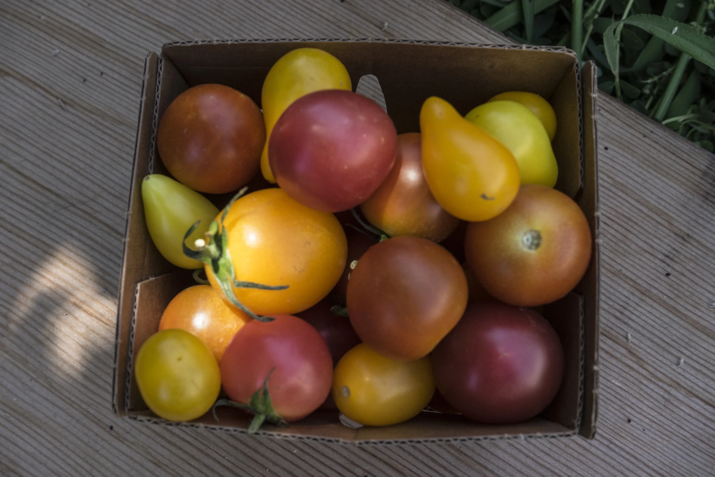Gallery — Durst Organic Growers