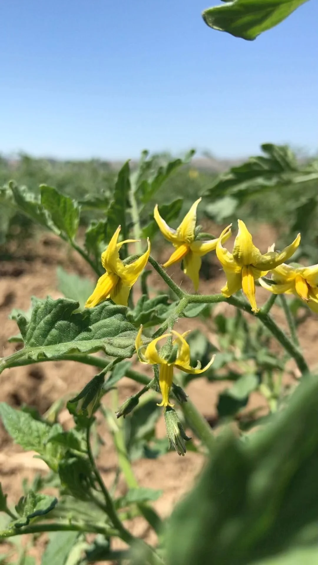 Melon Shrub — Durst Organic Growers