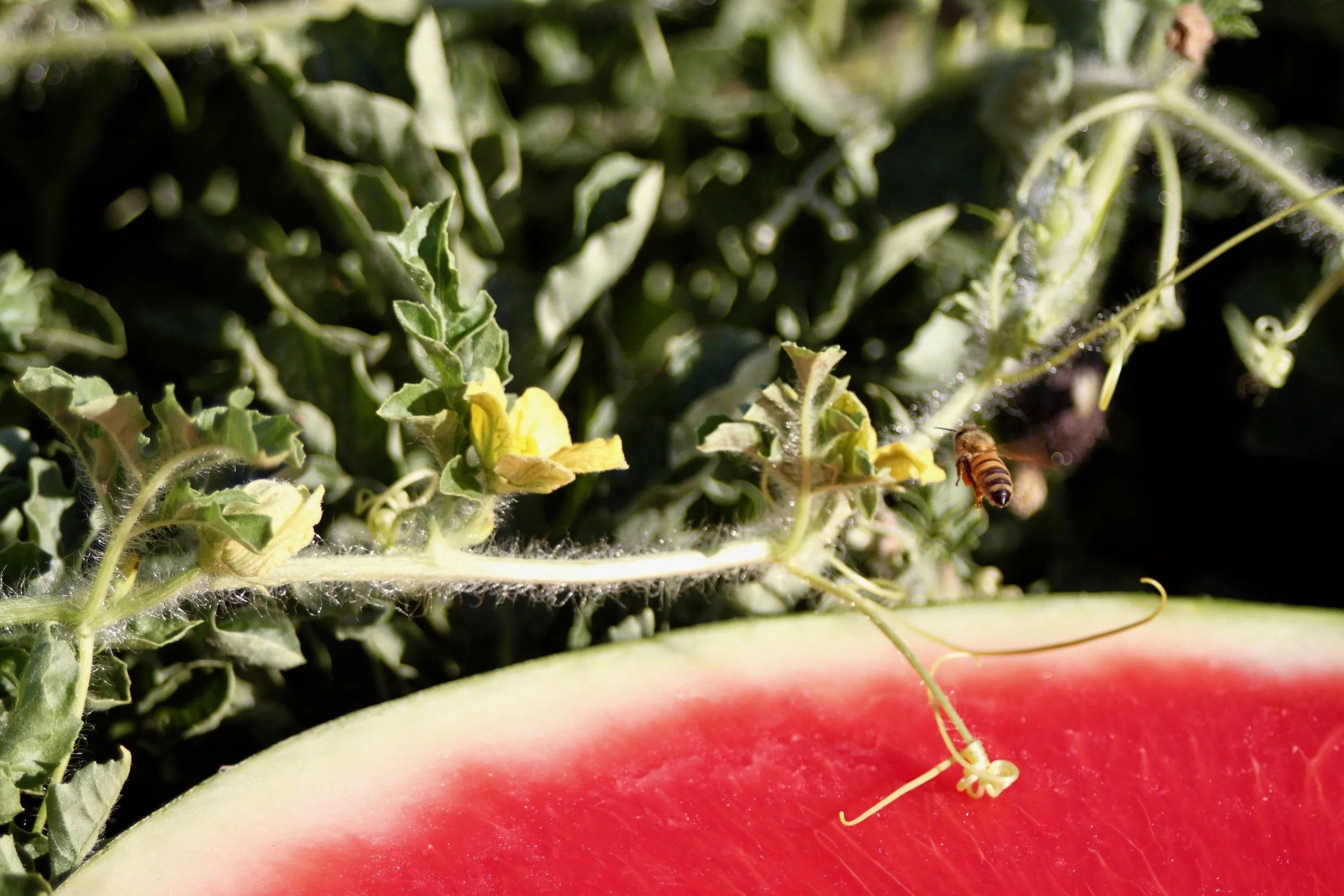 Watermelon — Durst Organic Growers