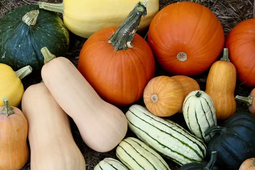Roasting Winter Squash — Durst Organic Growers