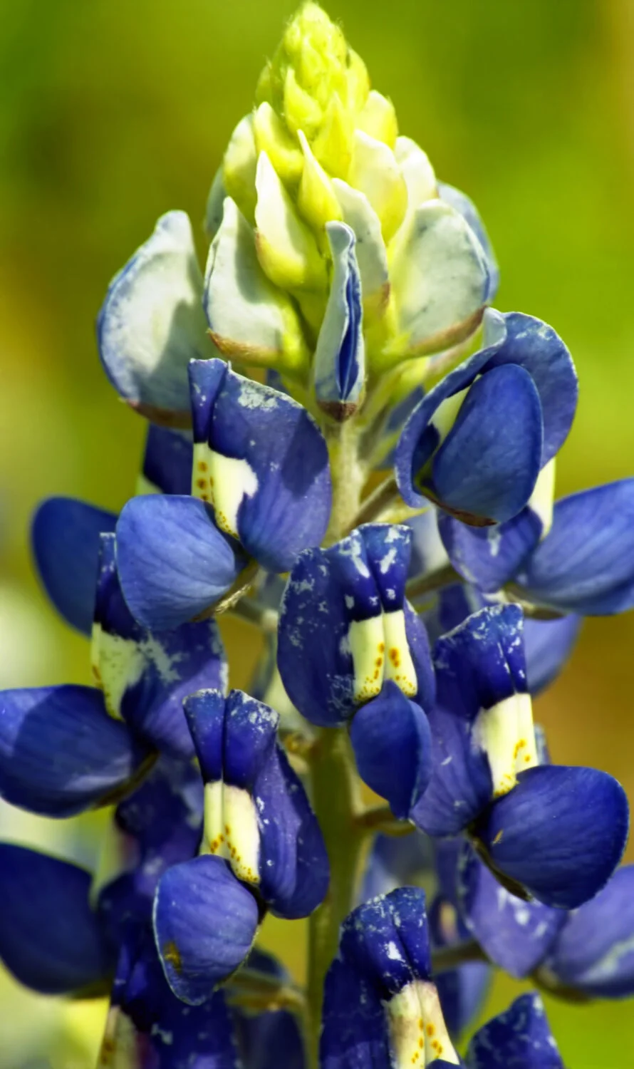 Texas Bluebells Plant Close Up