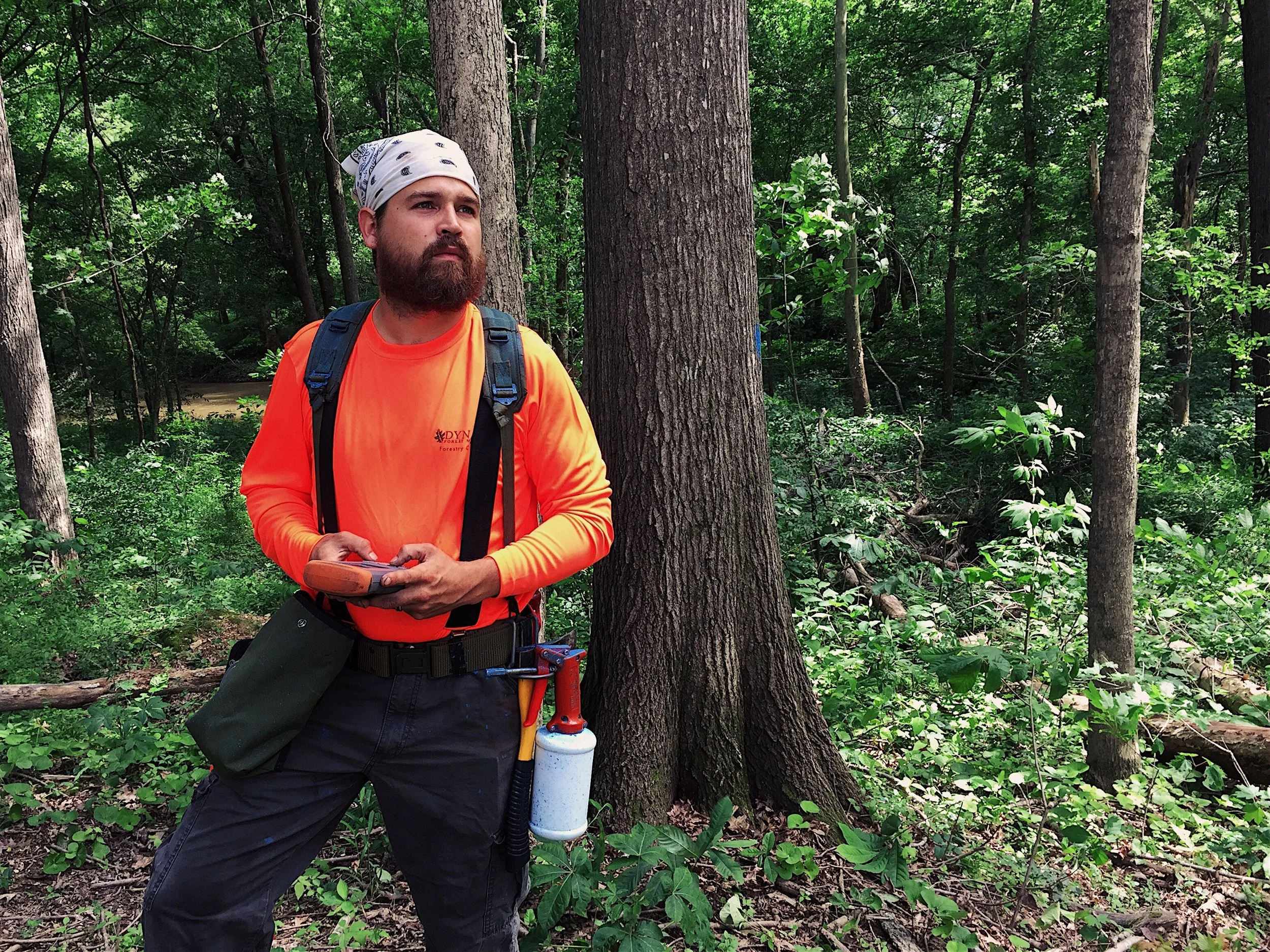 Timber Marking & Sales — Dynamic Forest Management