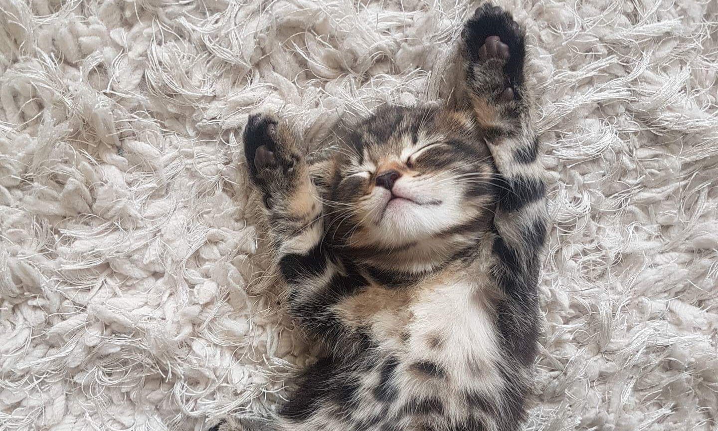 Kittyland Kittyland