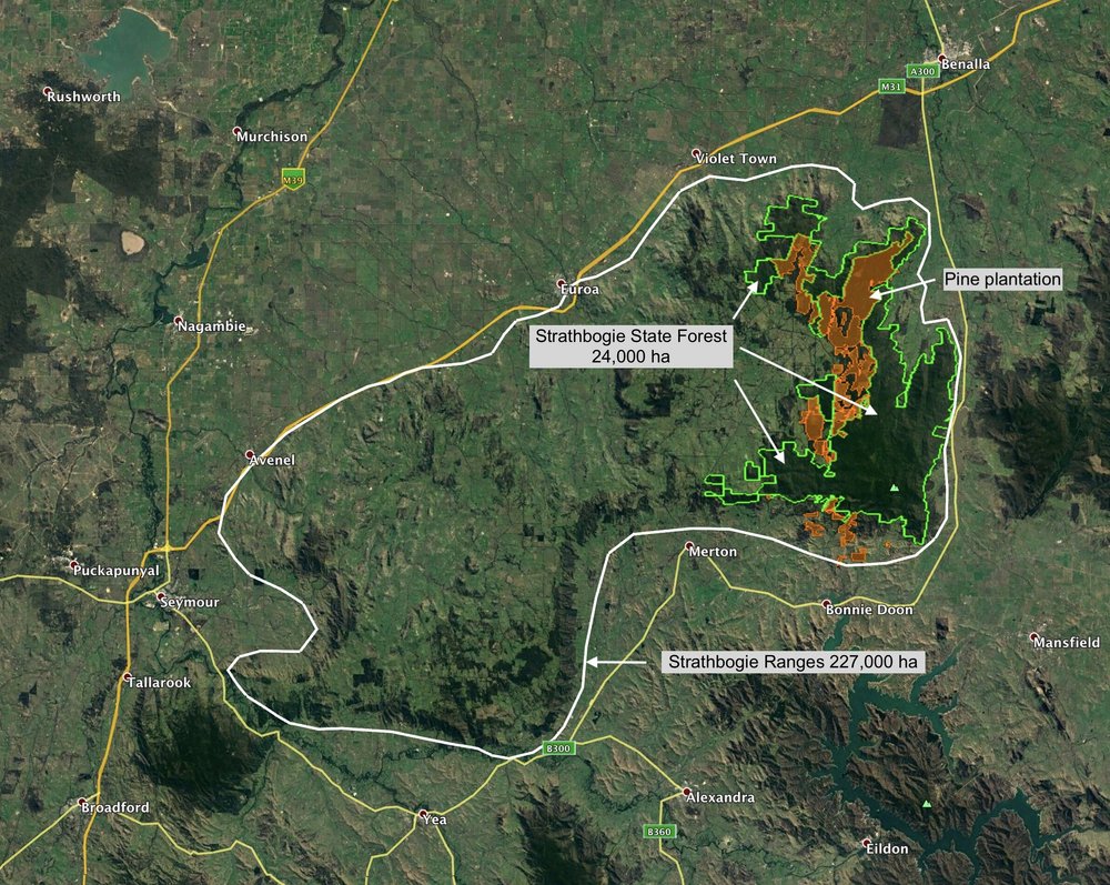 Strathbogie Forest Poster — Biolinks Alliance