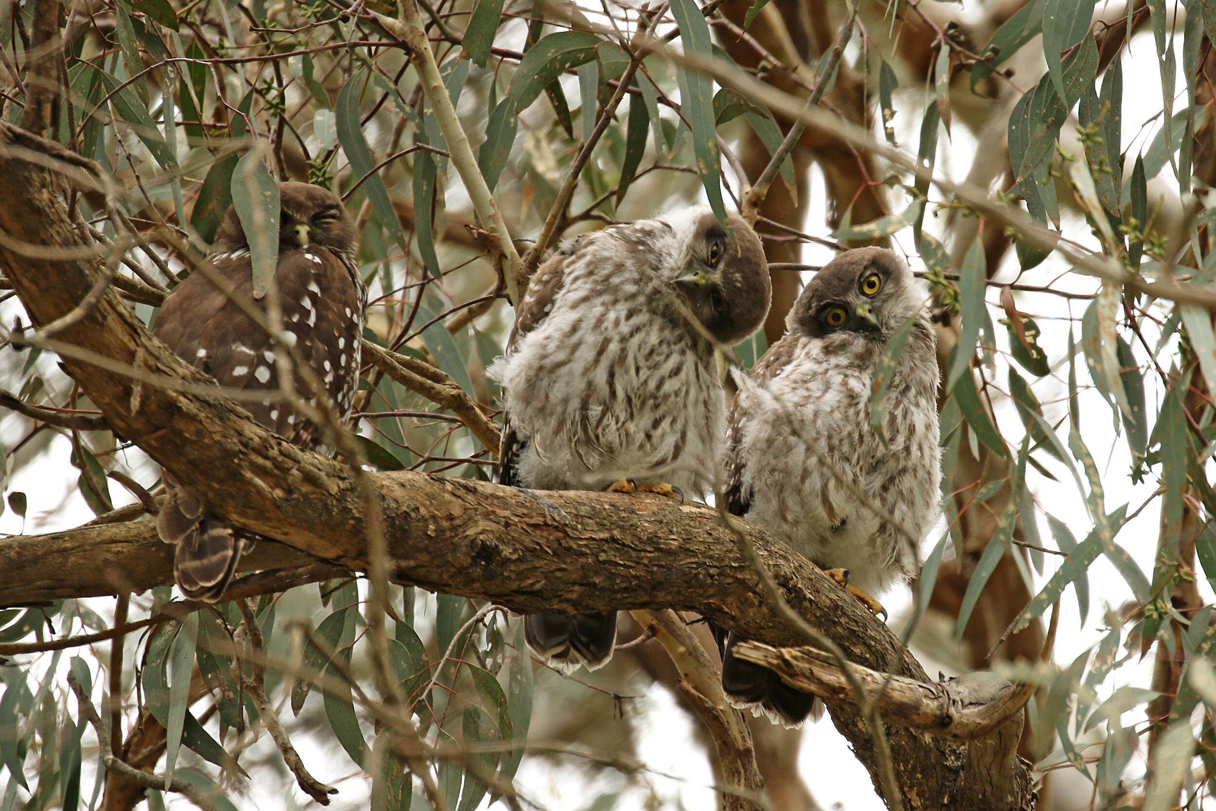 Woodland bird conservation — Biolinks Alliance