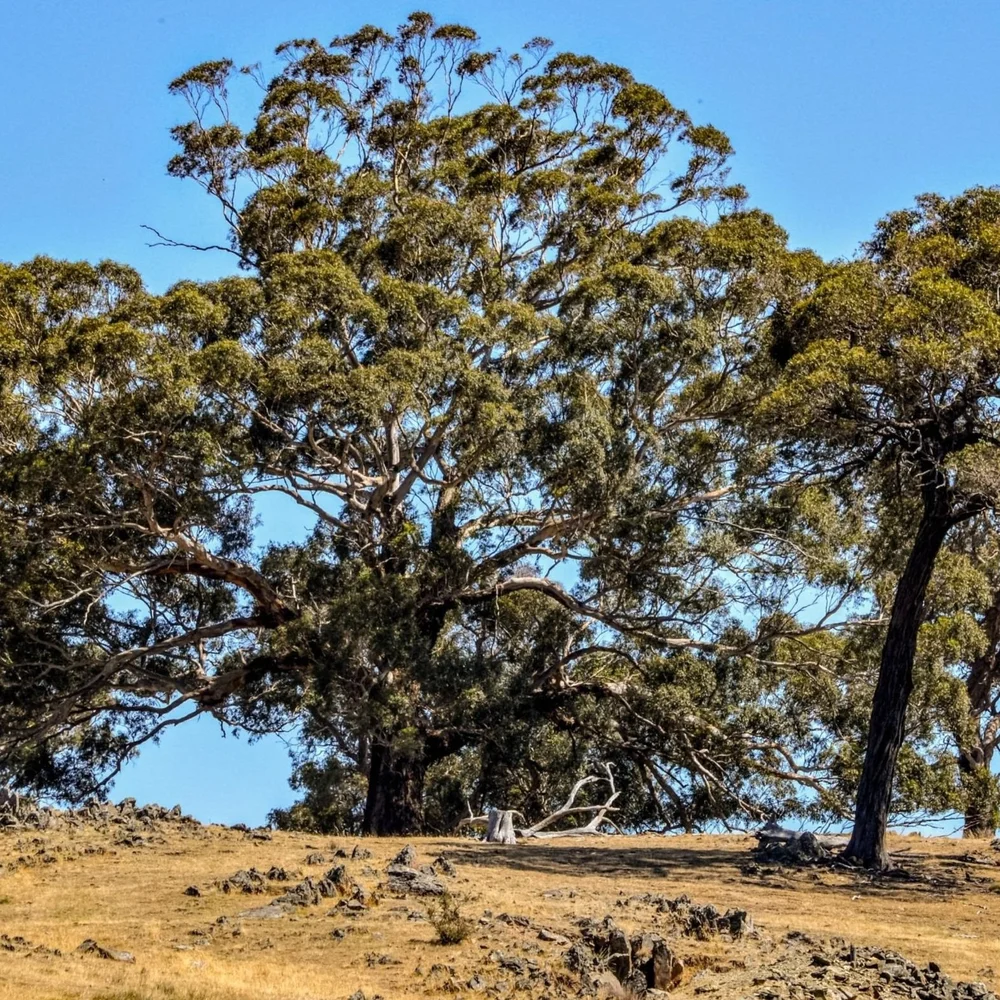 Heathcote Hero Tree Survey — Biolinks Alliance