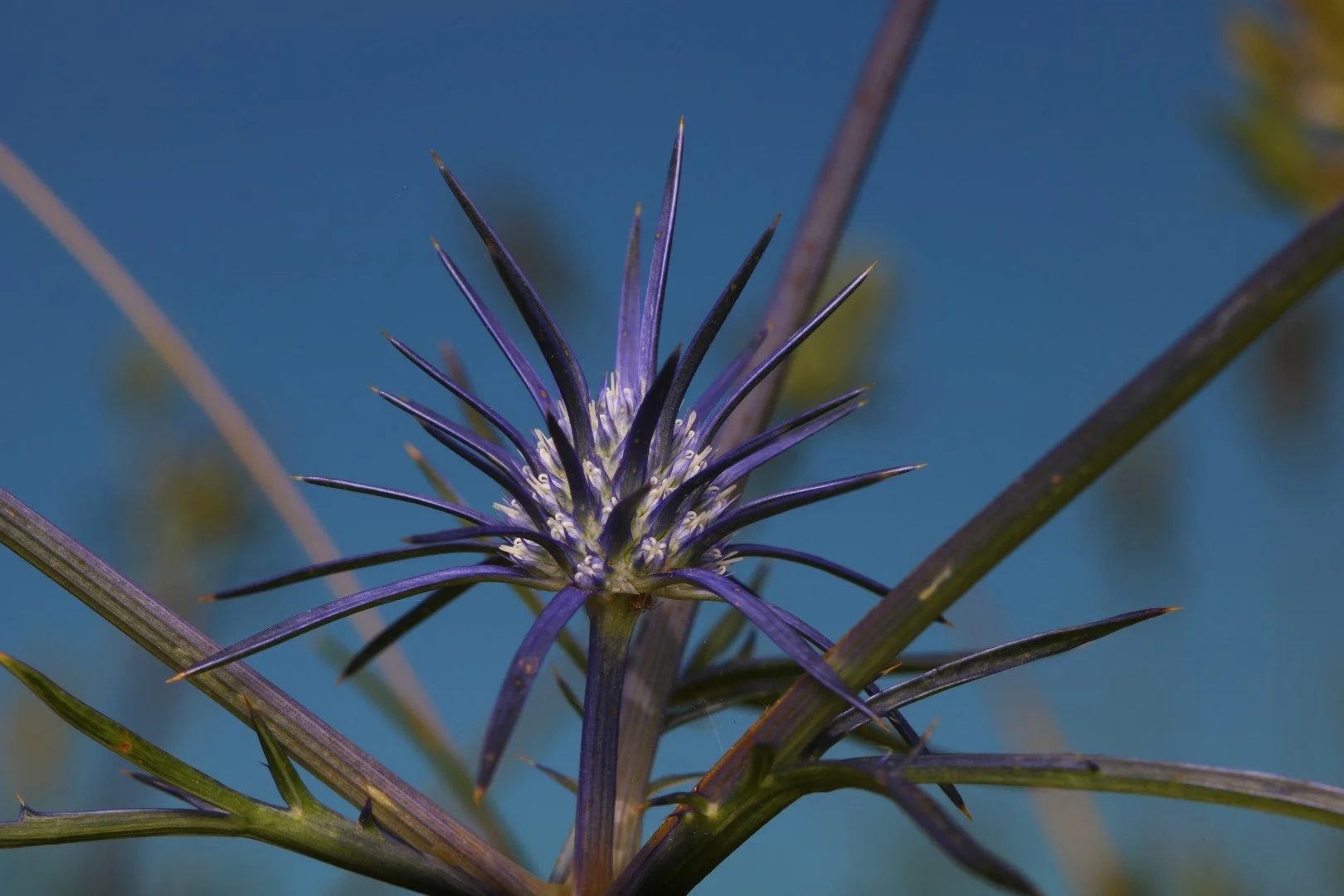 La Trobe University partnership — Biolinks Alliance