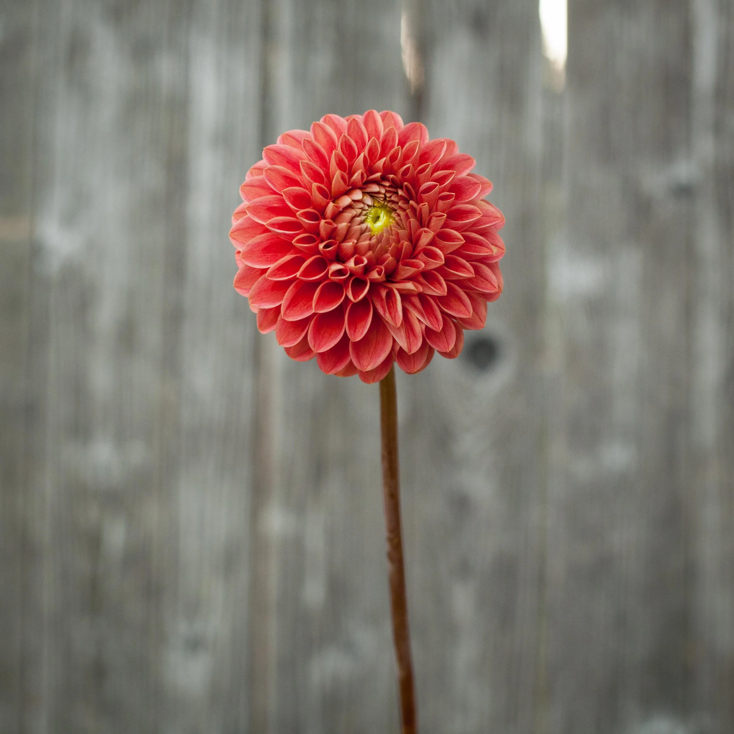 Shop — Handpicked Homestead