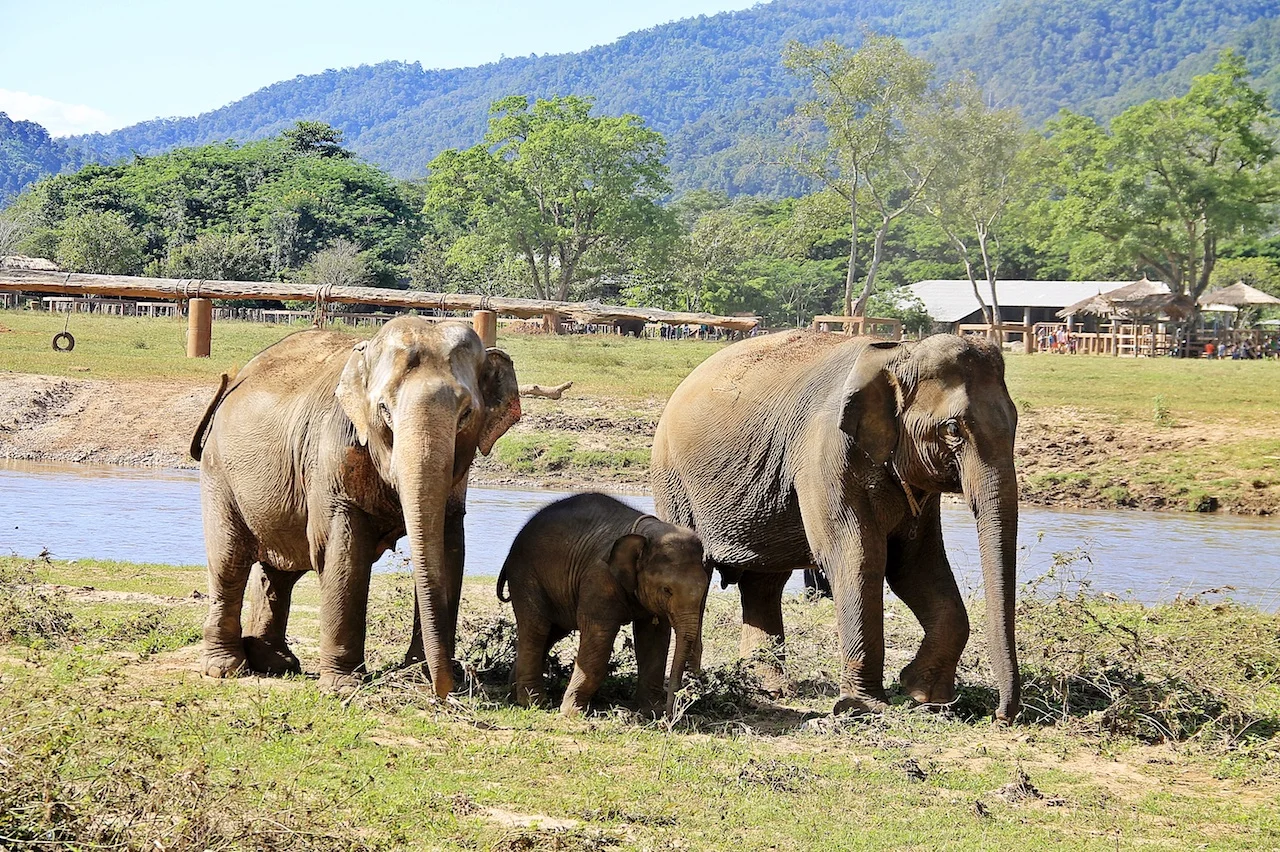 Happy Elephant Home - Full day program