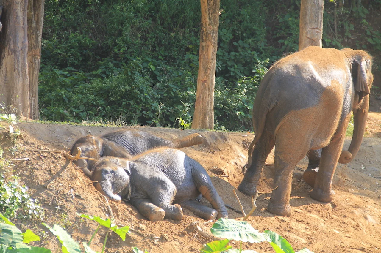 Happy Elephant Home - Full day program