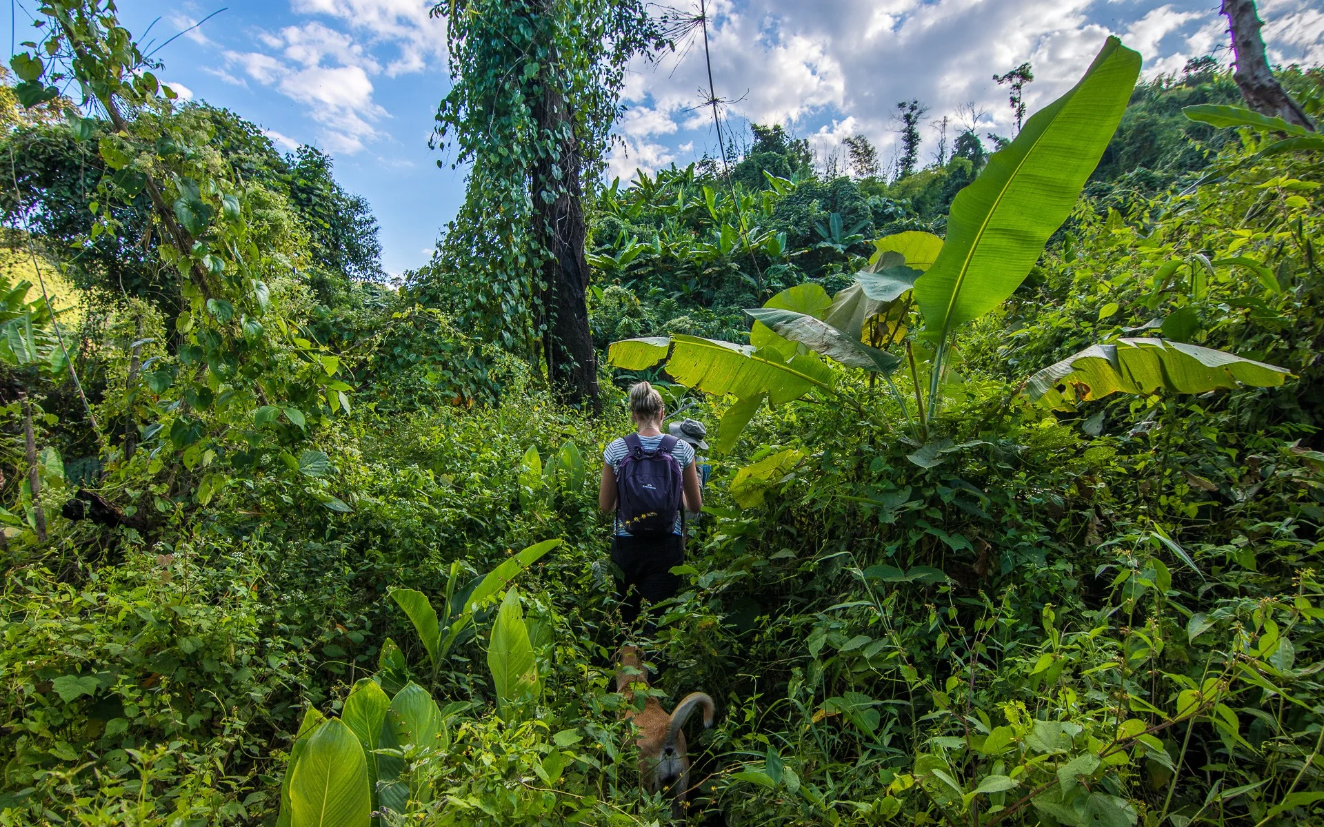 Chiang Mai Trekking