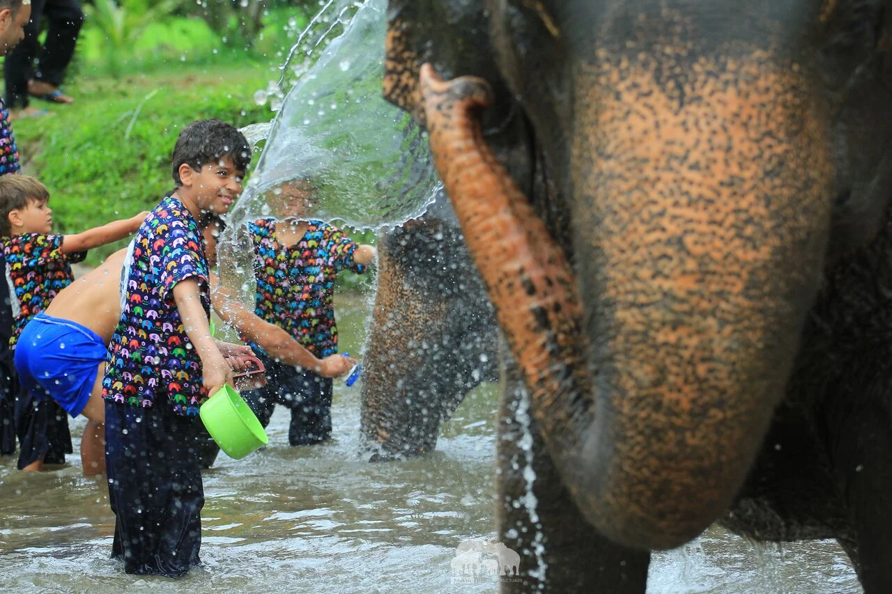 Kanta Elephant Sanctuary - Half Day Program