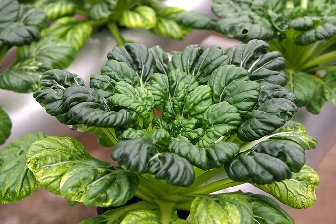 Stir Fry Tatsoi with Mushrooms — Good Neighbor Gardens