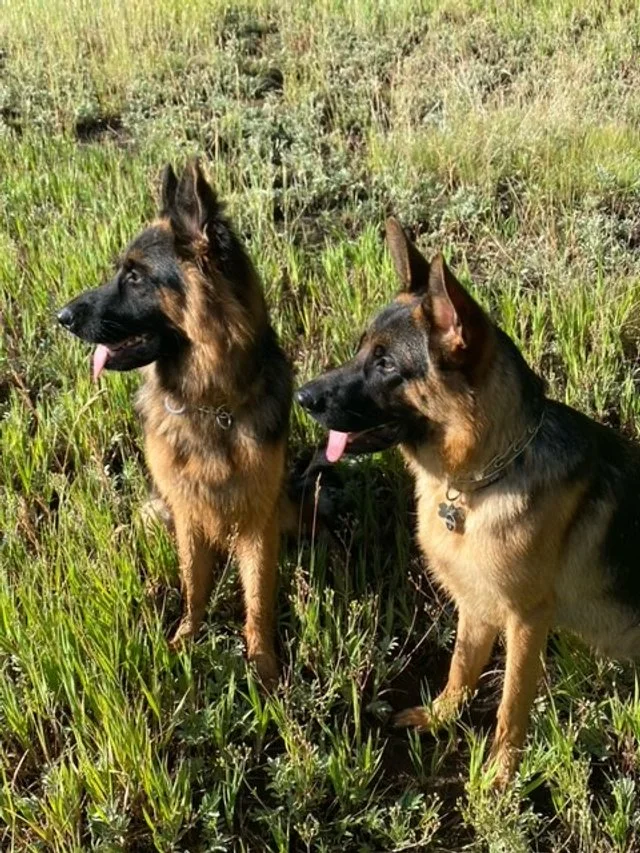 Southwest German Shepherds-Welcome to Southwest German Shepherds