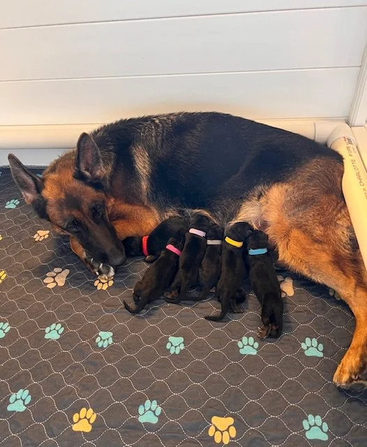 Southwest German Shepherds-Welcome to Southwest German Shepherds