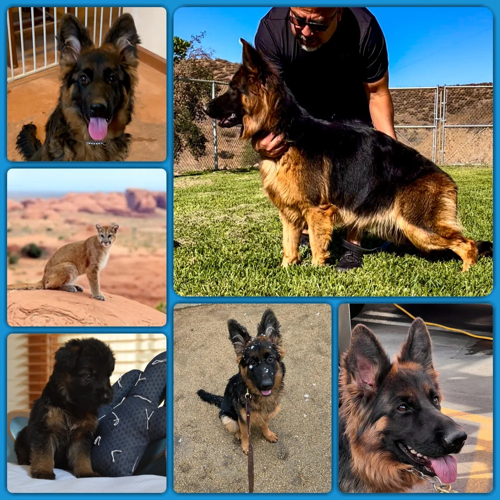 Southwest German Shepherds-OurDogs - at Southwest German Shepherds
