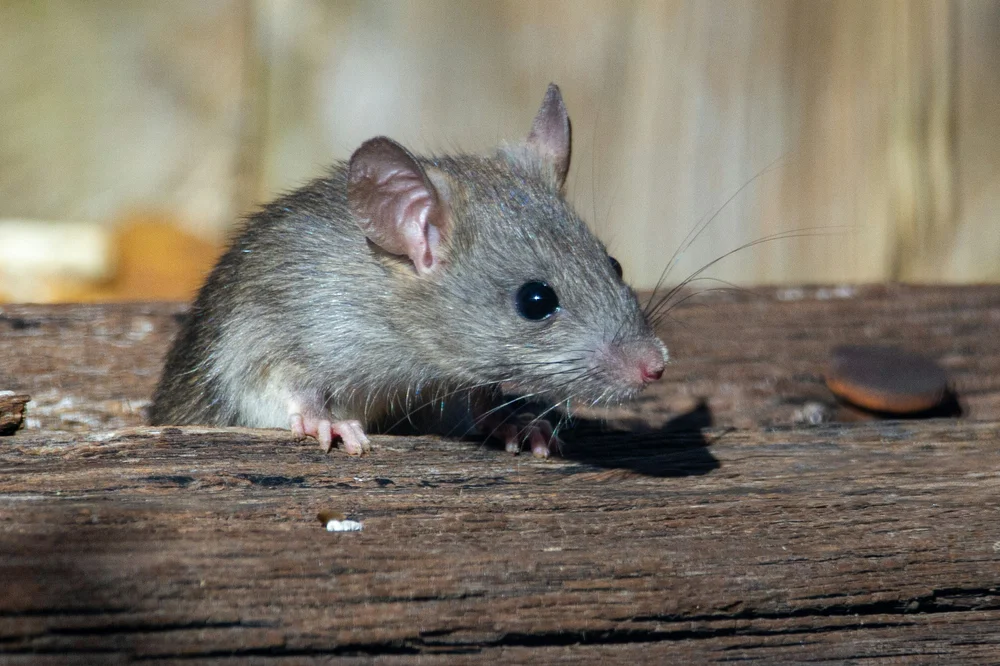 Winter Rodent Control in Hudson Valley | Commercial & Home Pest ...