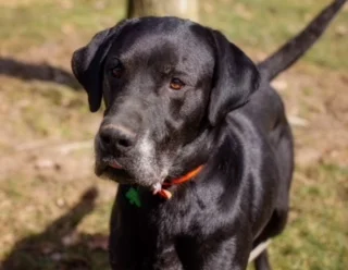 AVAILABLE FOR ADOPTION IN NEW ENGLAND — Lucky Lab Rescue