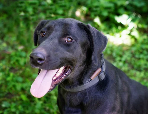 AVAILABLE FOR ADOPTION IN NEW ENGLAND — Lucky Lab Rescue