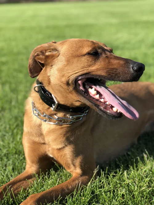 AVAILABLE FOR ADOPTION IN NEW ENGLAND — Lucky Lab Rescue