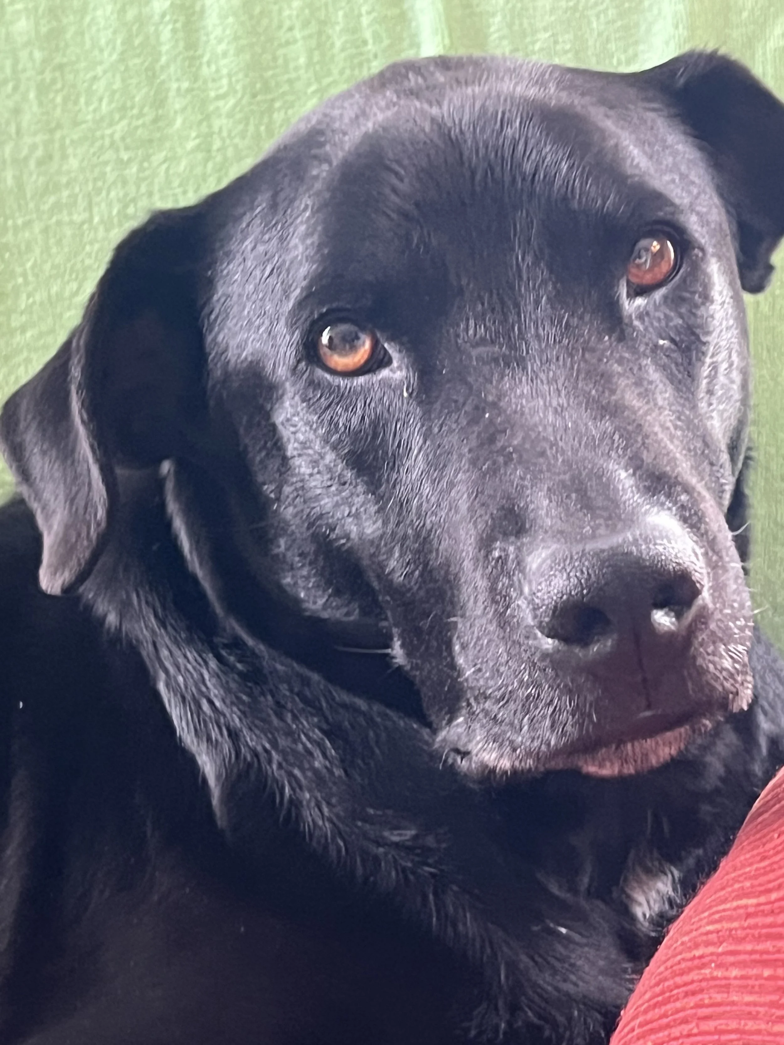 AVAILABLE FOR ADOPTION IN THE MIDWEST — Lucky Lab Rescue