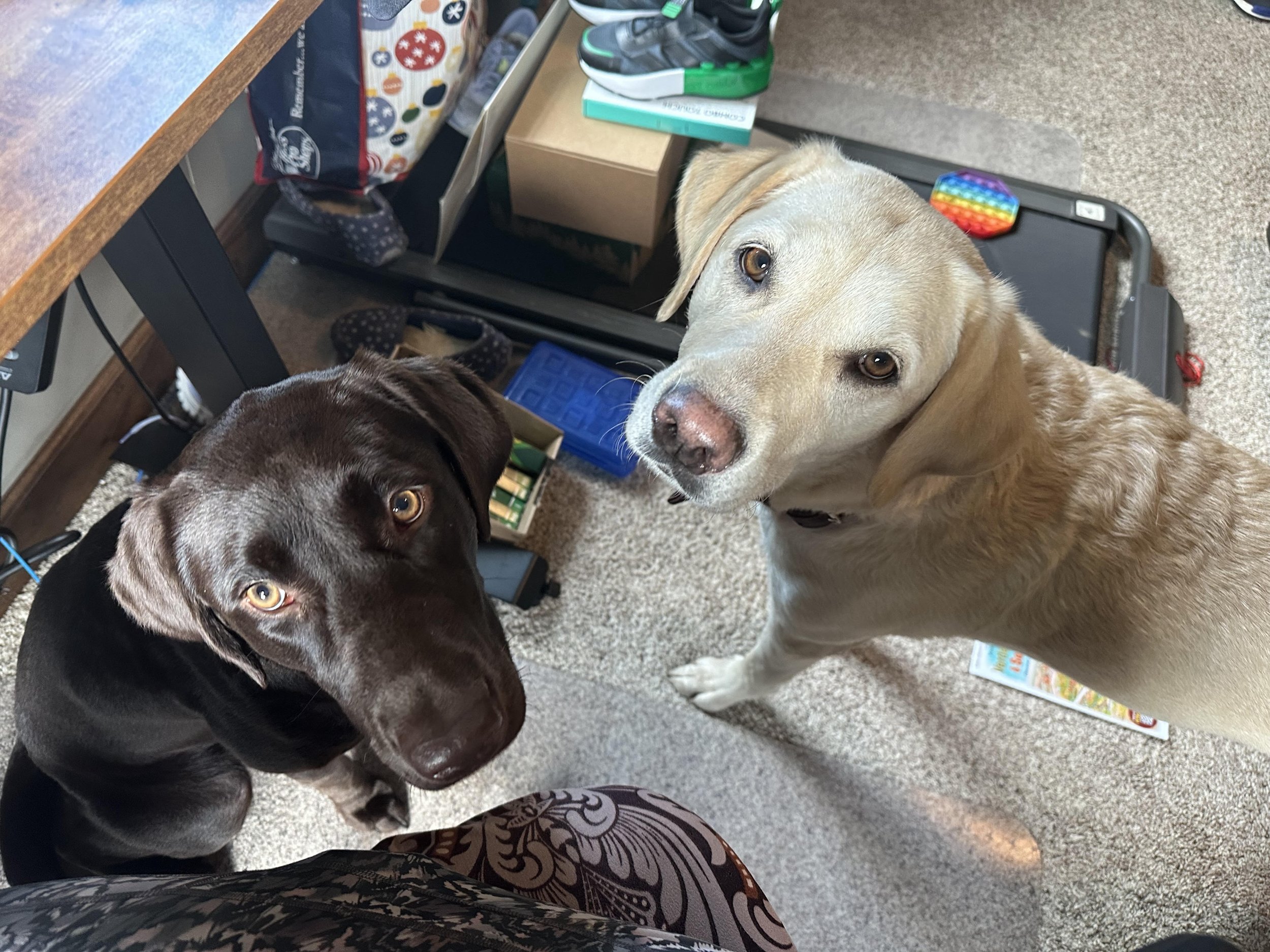 AVAILABLE FOR ADOPTION IN THE MIDWEST — Lucky Lab Rescue