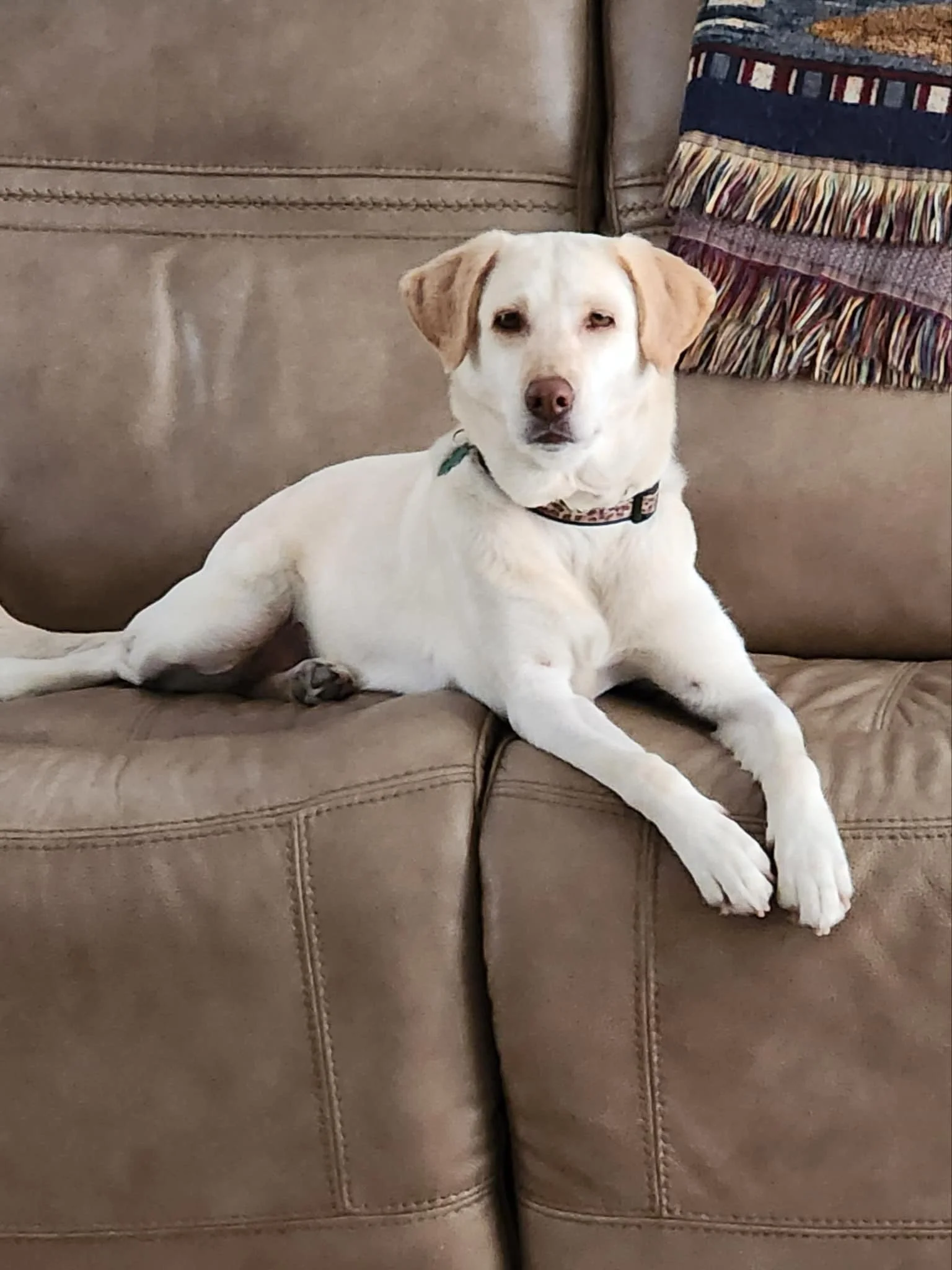 AVAILABLE FOR ADOPTION IN THE MIDWEST — Lucky Lab Rescue