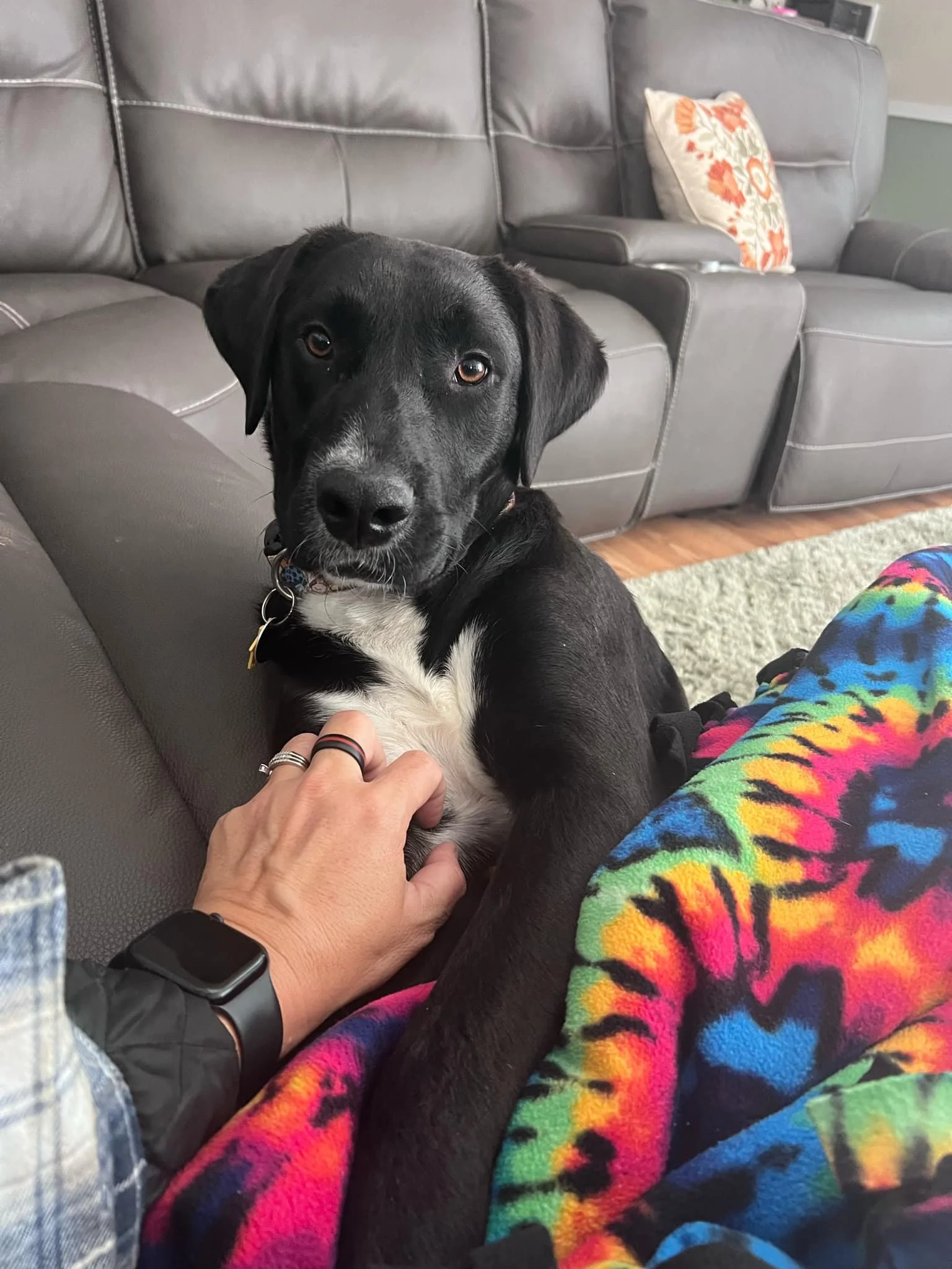 AVAILABLE FOR ADOPTION IN NEW ENGLAND — Lucky Lab Rescue