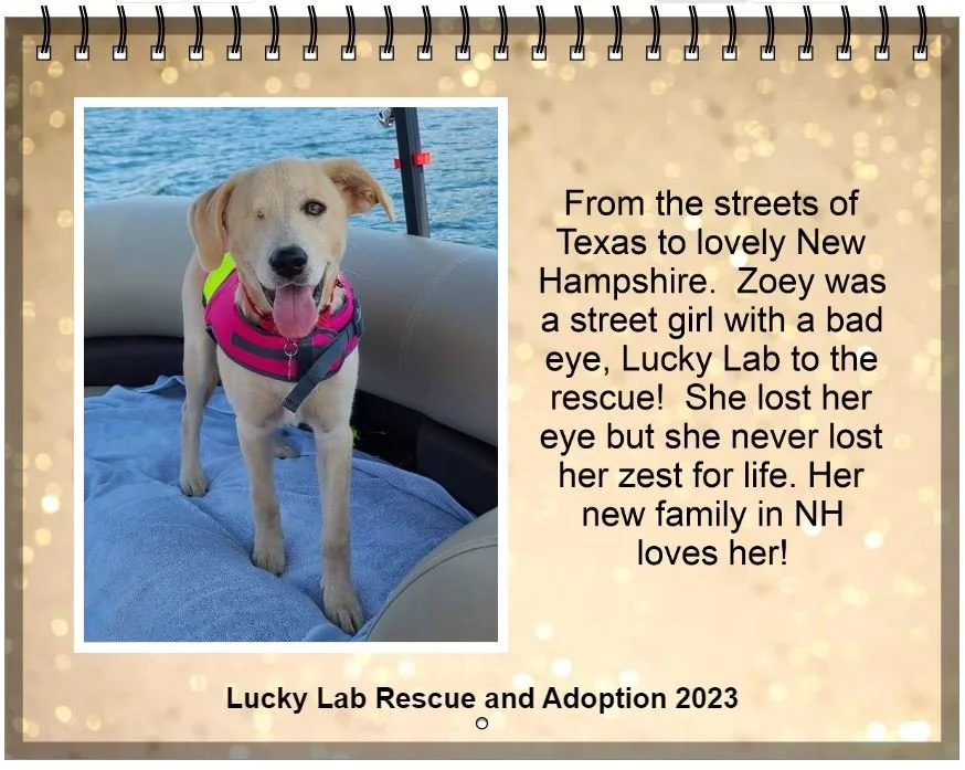 Shopping — Lucky Lab Rescue
