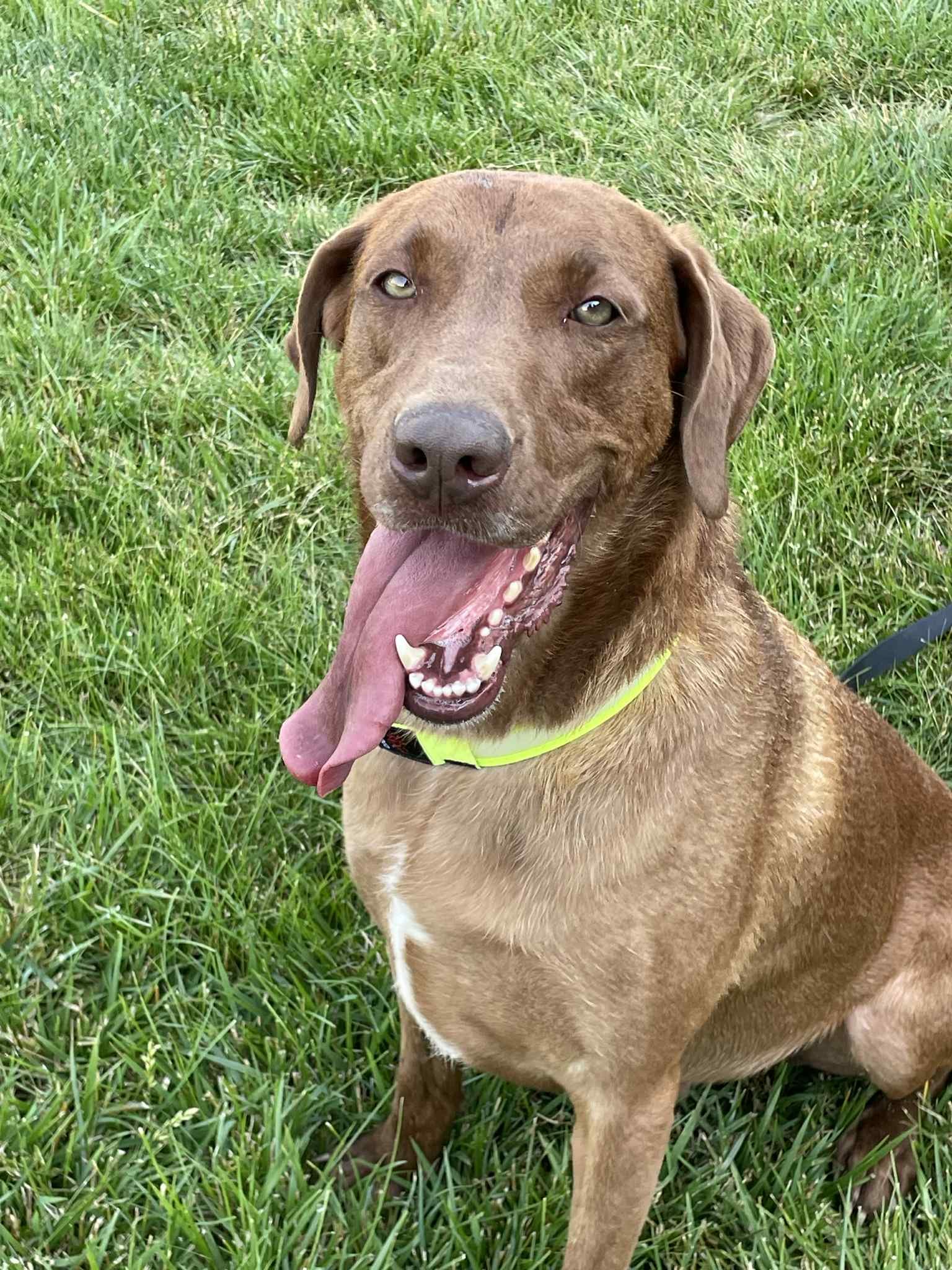 AVAILABLE FOR ADOPTION IN NEW ENGLAND — Lucky Lab Rescue
