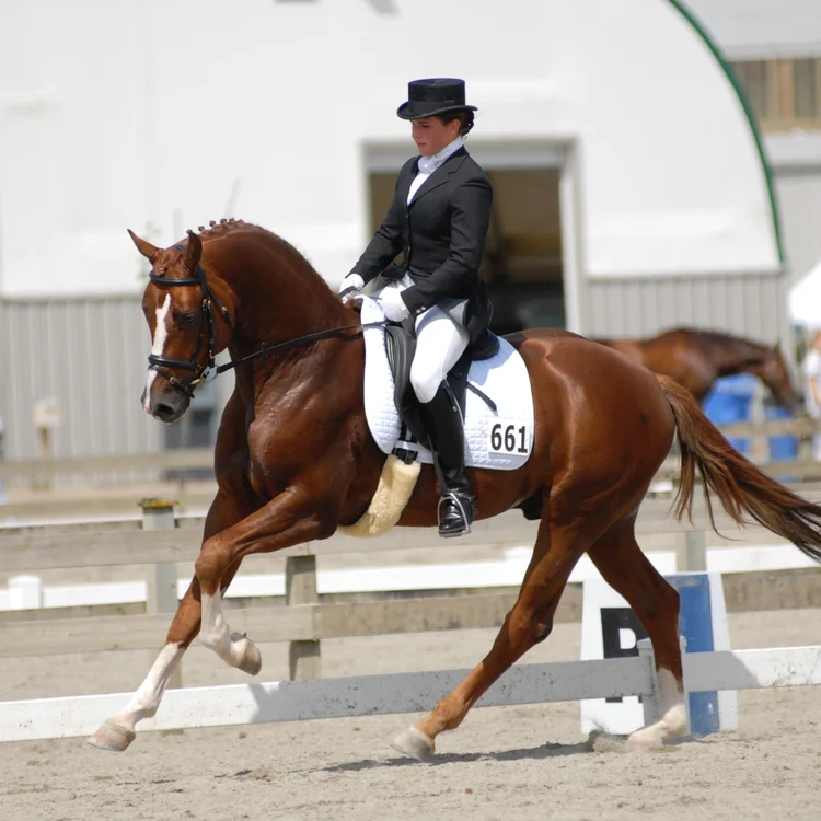 Sir Gregory, 2005 Liver Chestnut Oldenburg Stallion — Dreamscape Farm