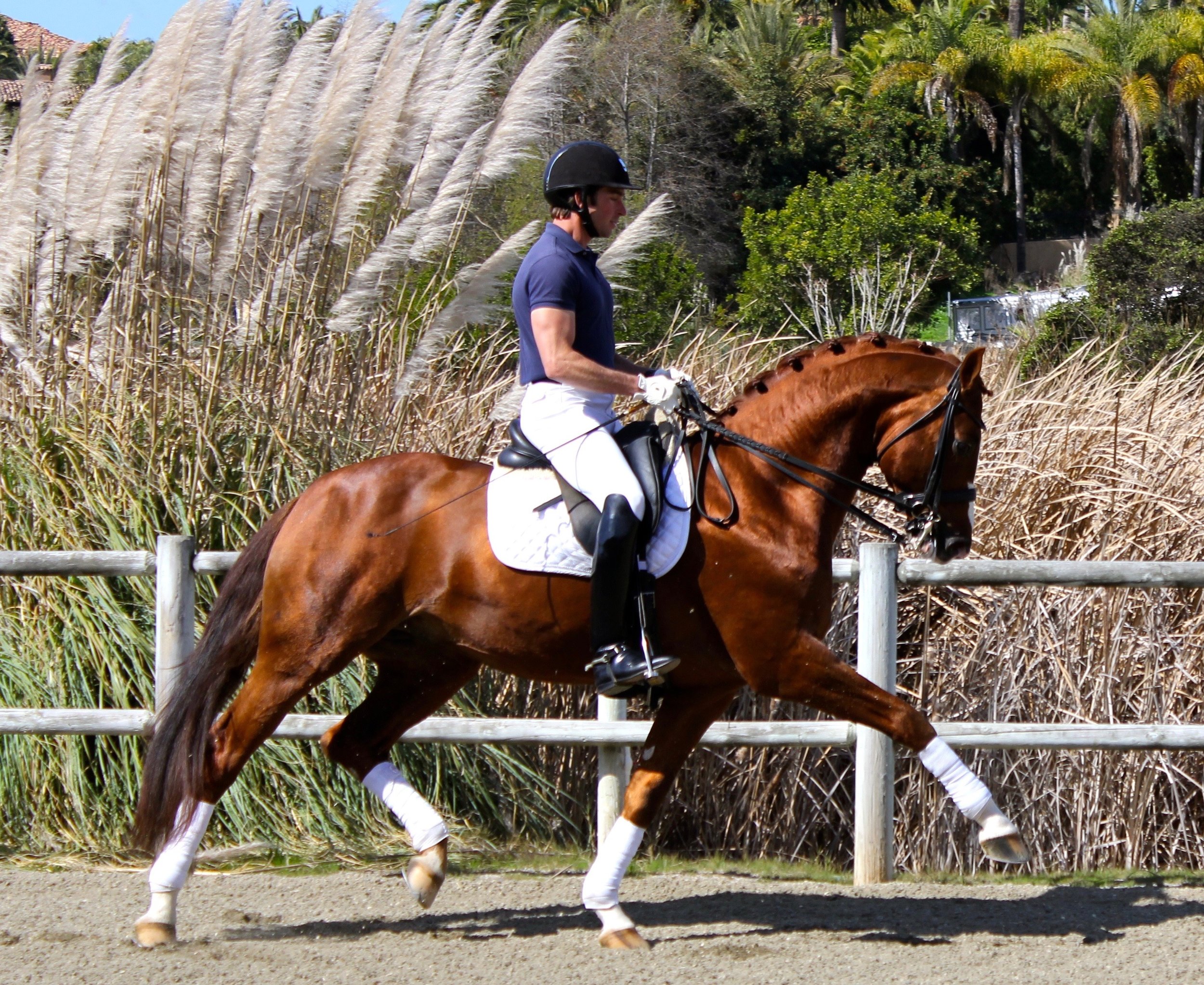 Sir Gregory, 2005 Liver Chestnut Oldenburg Stallion — Dreamscape Farm