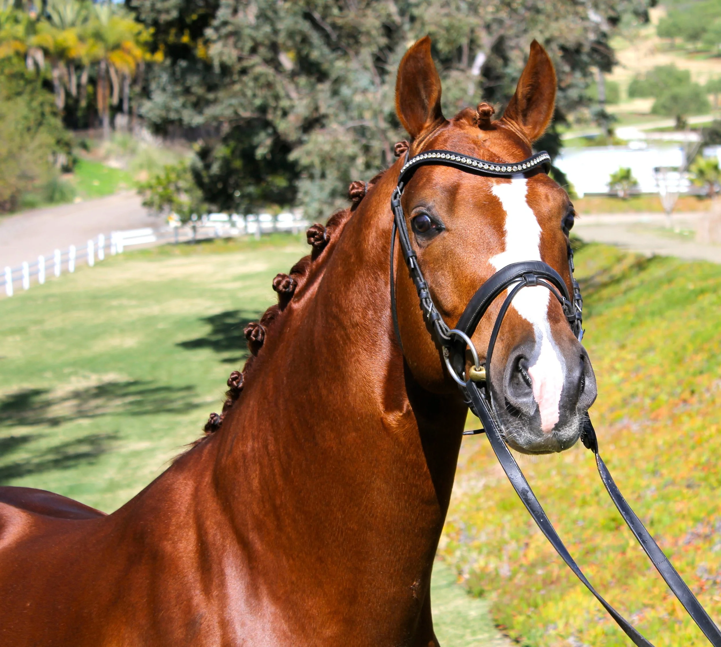 Sir Gregory, 2005 Liver Chestnut Oldenburg Stallion — Dreamscape Farm