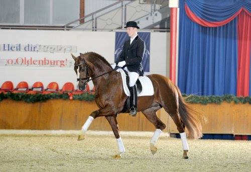 Sir Gregory, 2005 Liver Chestnut Oldenburg Stallion — Dreamscape Farm