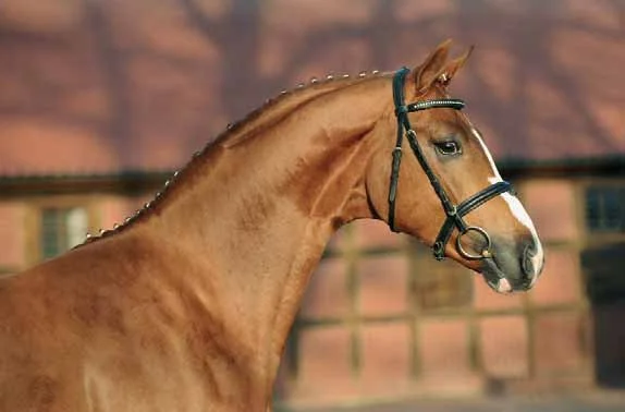 Sir Gregory, 2005 Liver Chestnut Oldenburg Stallion — Dreamscape Farm