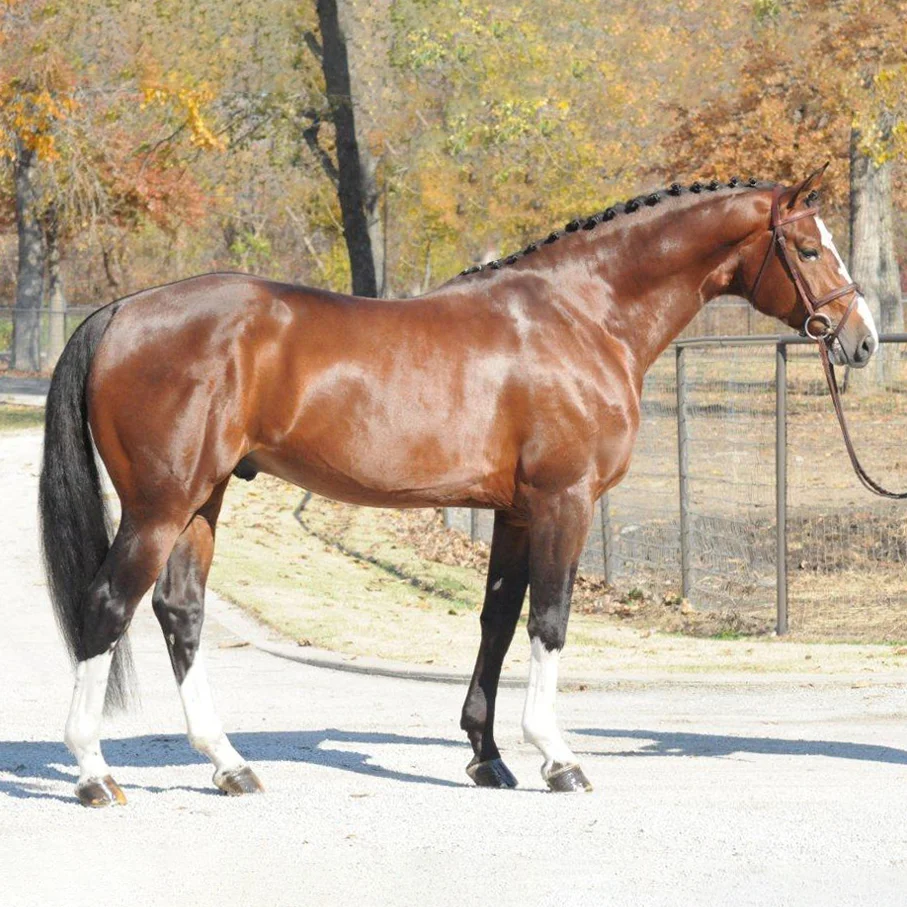 Stallions — Dreamscape Farm