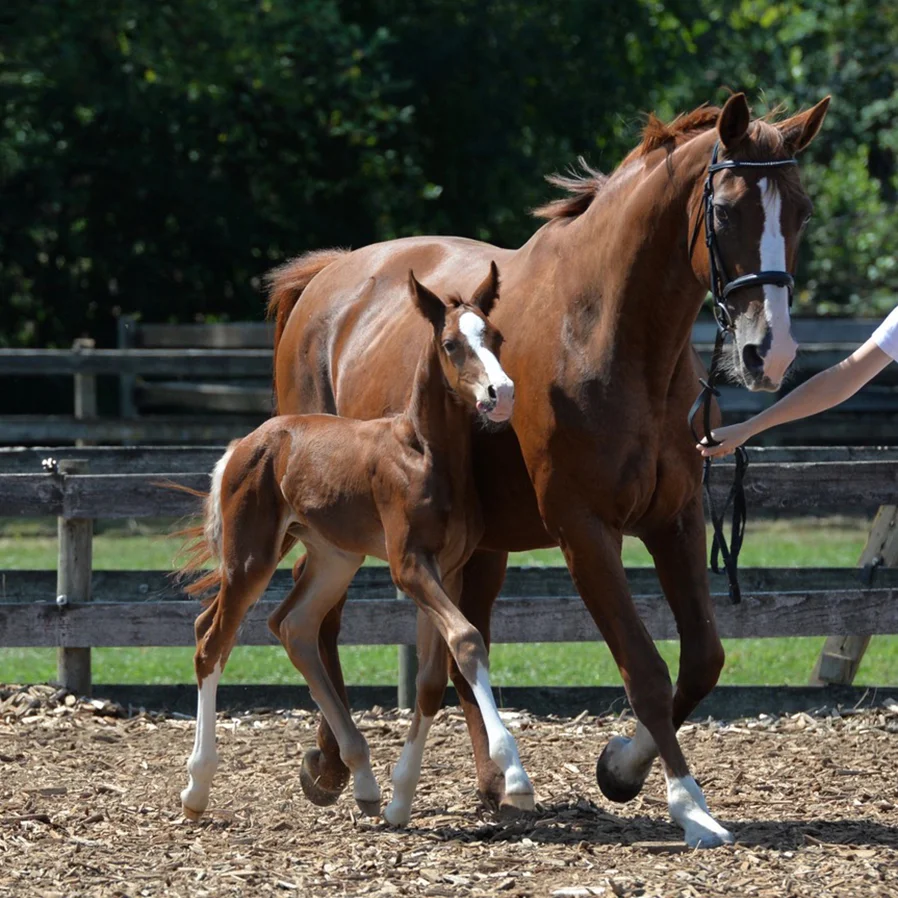 Mares — Dreamscape Farm