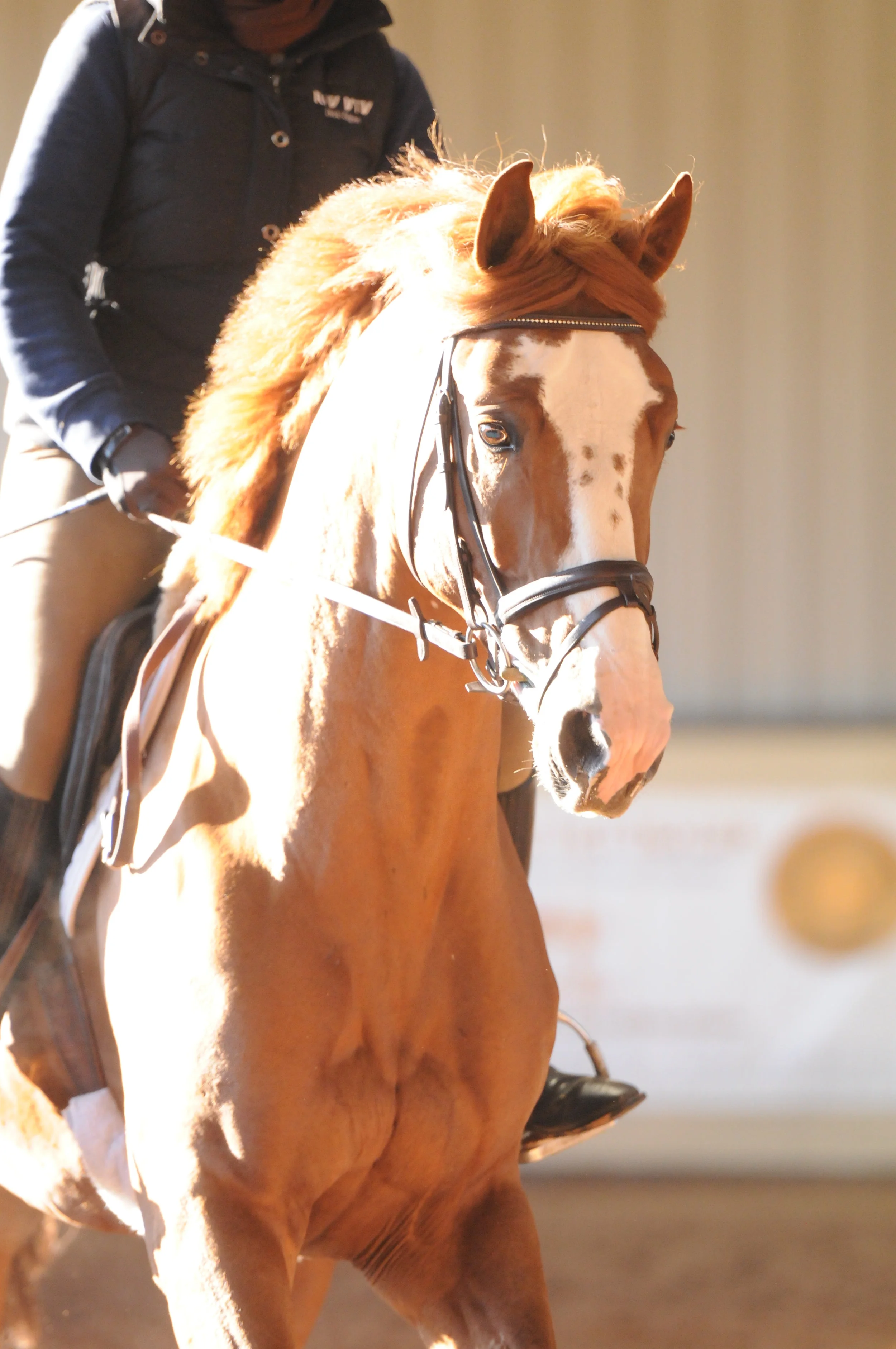 Bon Balou, 2006 Elite Hanoverian Stallion (2006-2015) - (Balou du Rouet ...