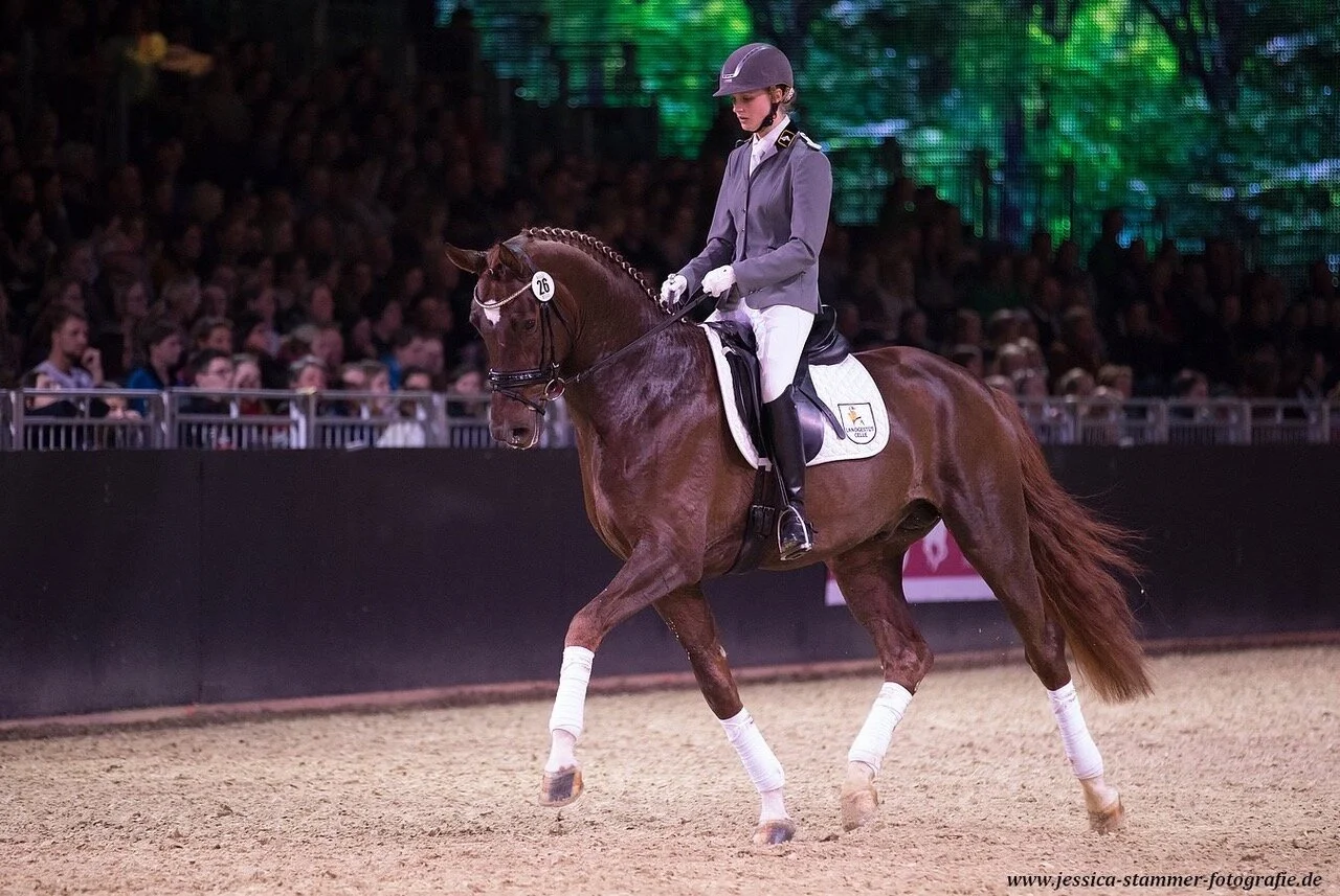 Finnigan, 2013 Chestnut Hanoverian Stallion — Dreamscape Farm