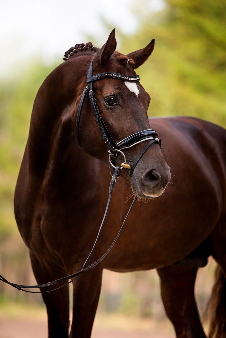Finnigan, 2013 Chestnut Hanoverian Stallion — Dreamscape Farm
