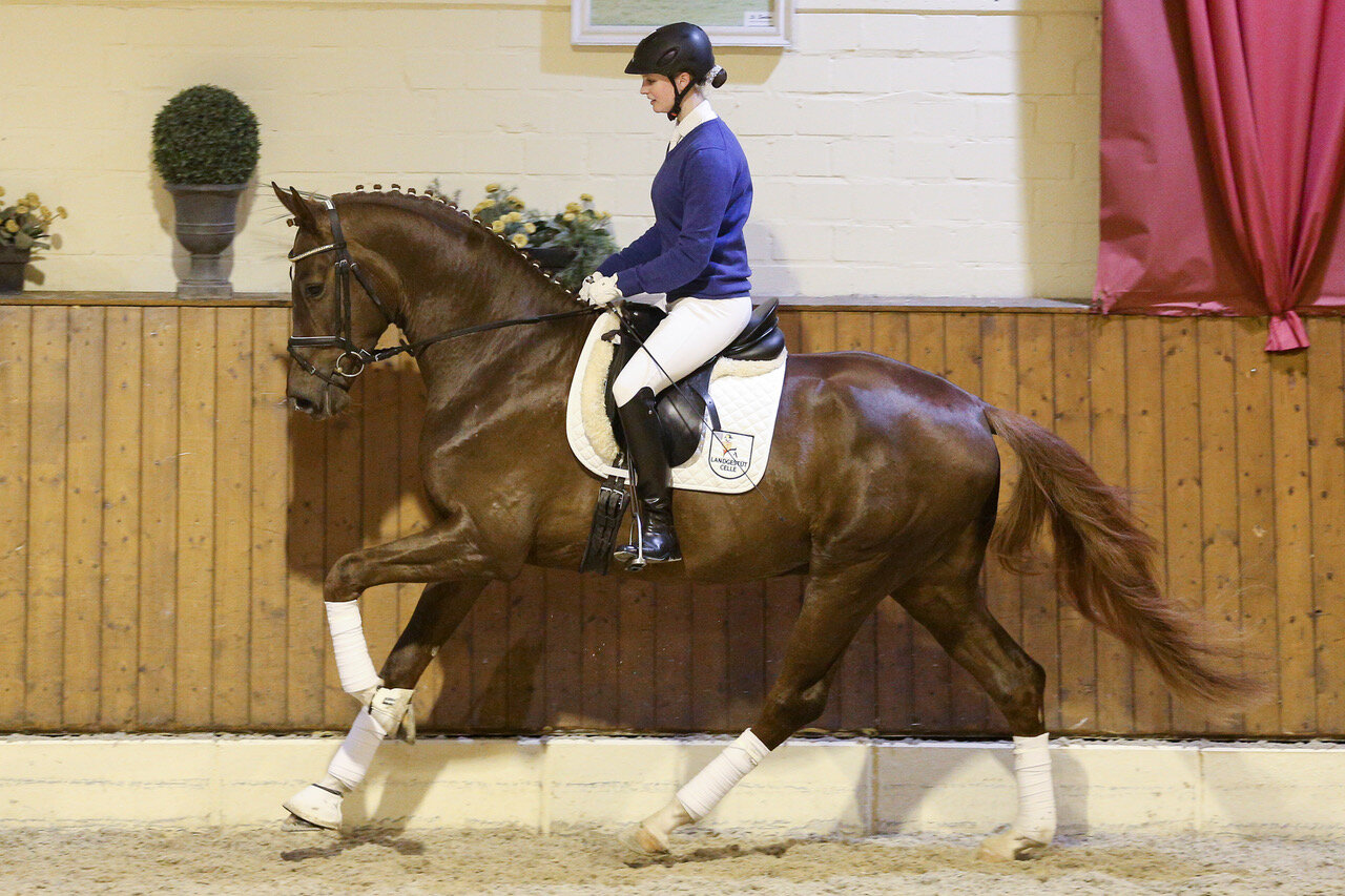 Finnigan, 2013 Chestnut Hanoverian Stallion — Dreamscape Farm