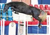 Clinton’s Heart, 2009 Grey Luxembourg Stallion — Dreamscape Farm