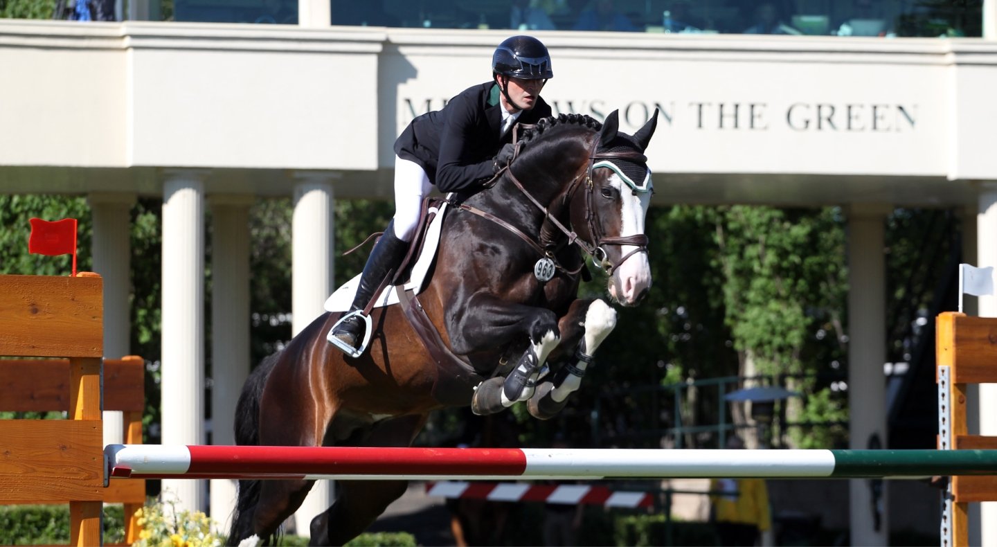 Spot Cash – 2011 Dark Bay Hanoverian Stallion — Dreamscape Farm